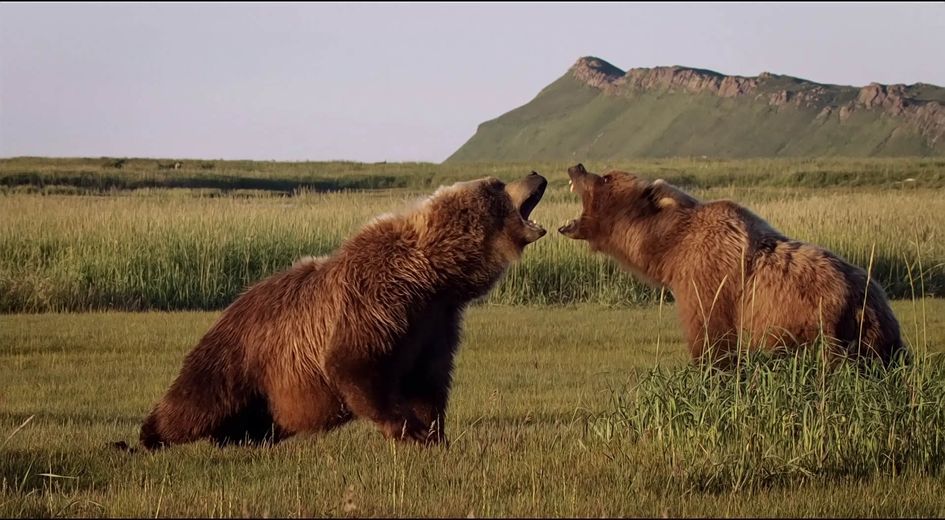 Capsule Film Review: BEARS – ZekeFilm
