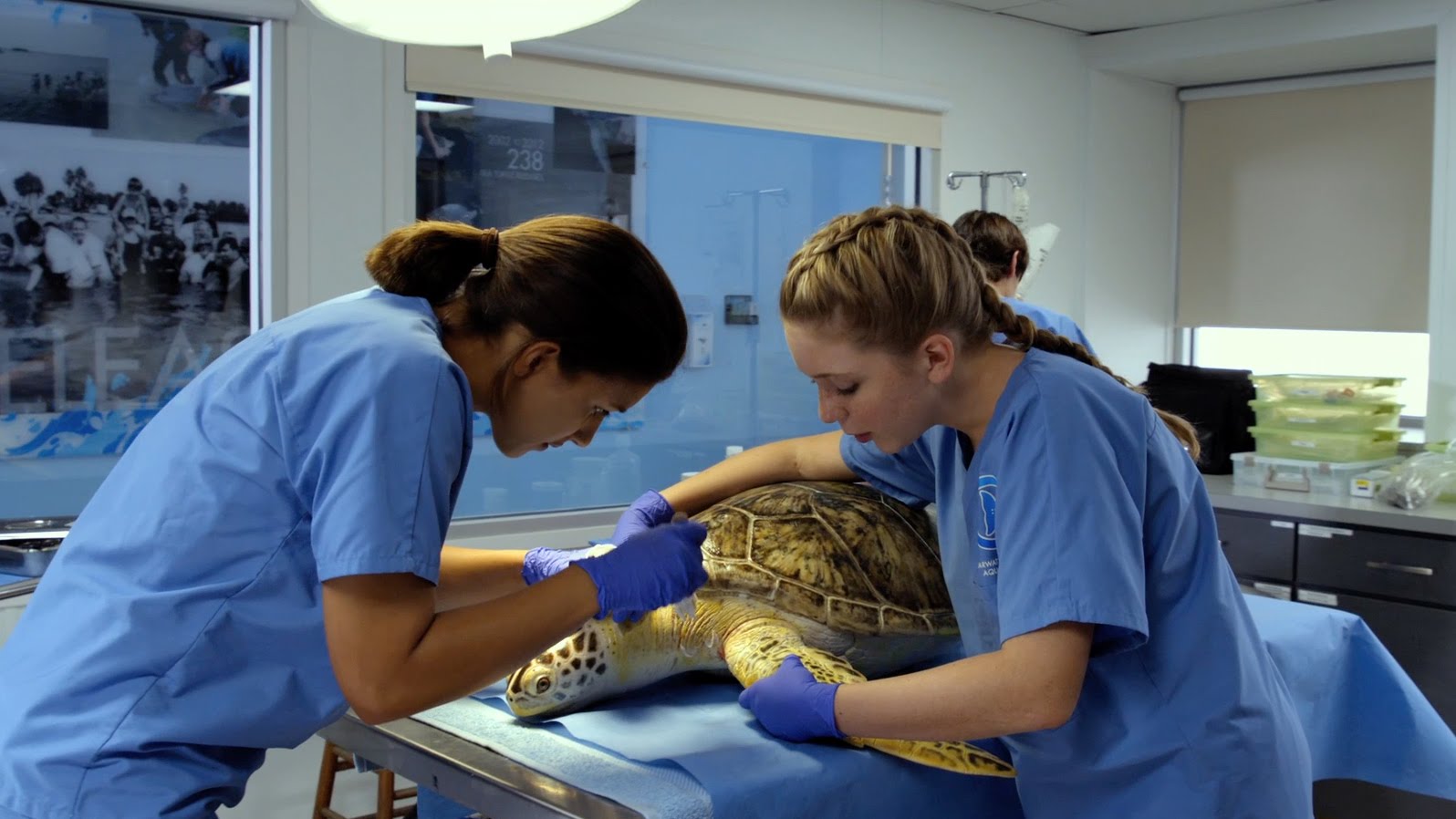 Film Review: DOLPHIN TALE 2 – ZekeFilm