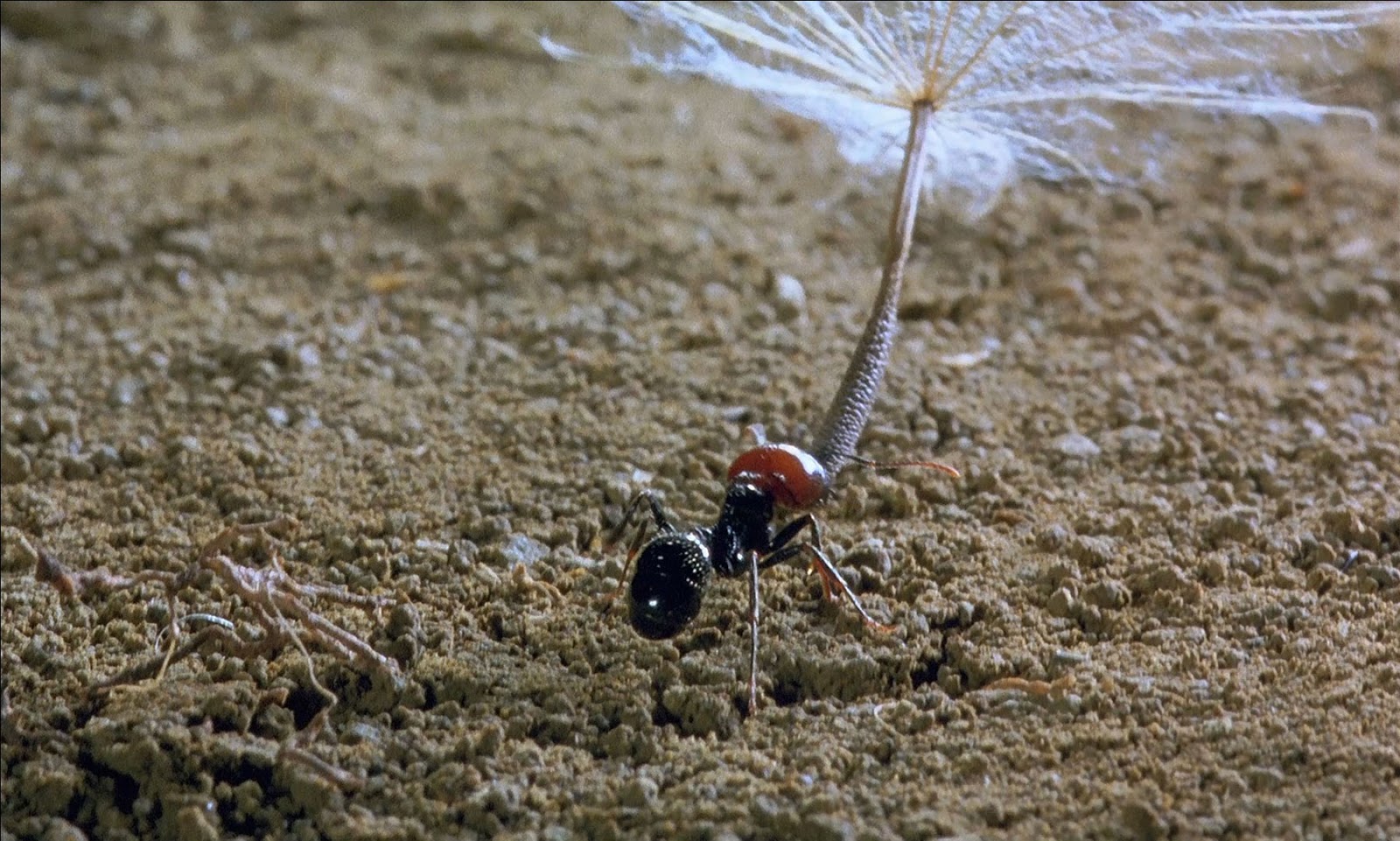 MICROCOSMOS (1996) – Blu-Ray Review – ZekeFilm