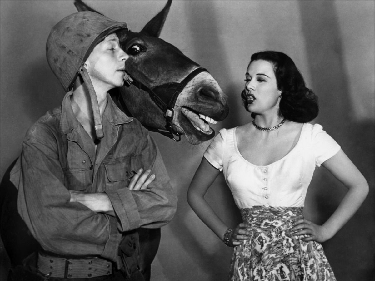 FRANCIS THE TALKING MULE – 7 FILM COLLECTION (Blu-ray Review) – ZekeFilm