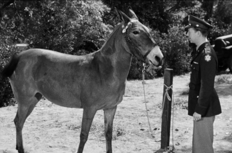 Film Review – ZekeFilm