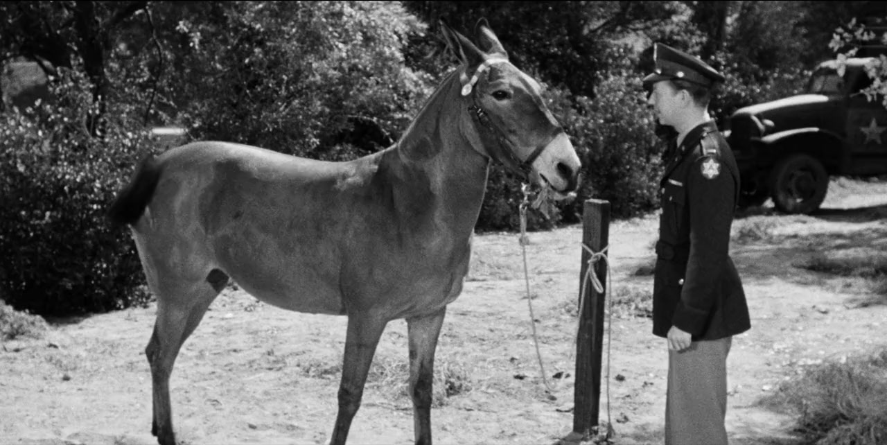 FRANCIS THE TALKING MULE – 7 FILM COLLECTION (Blu-ray Review) – ZekeFilm